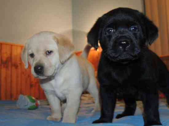 Perros Labradores negros y atigrados, Collipulli, Araucana, Rancagua, O ...